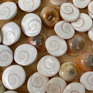 Shiva Shell Crystal AAA + - Etsy