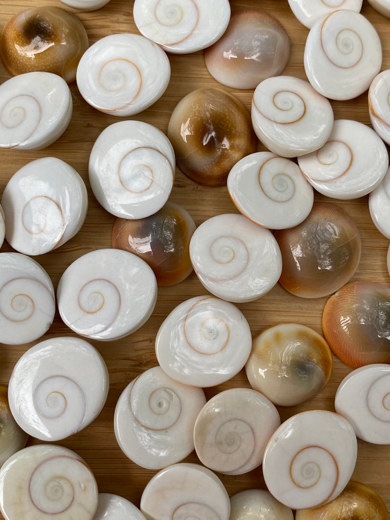 Shiva Shell Crystal AAA - Etsy