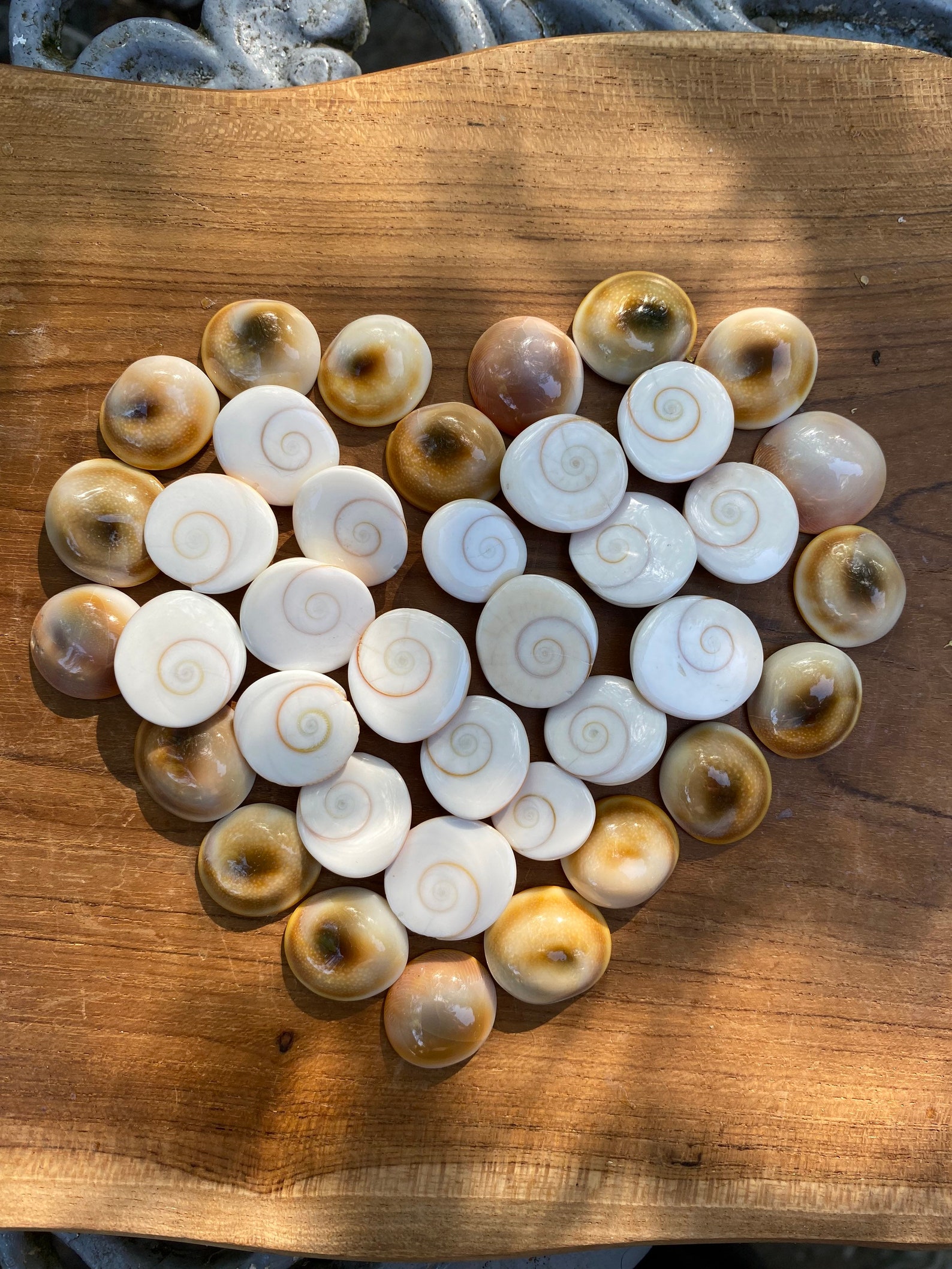 Shiva Shell Crystal AAA - Etsy