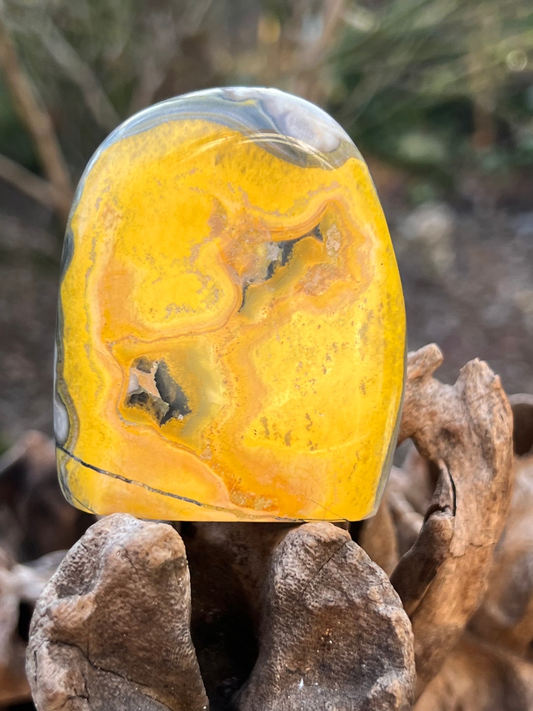 Bumblebee Jasper Freeform AAA+ : Inspiration / Intention / Creativity 9 ...