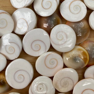 Shiva Shell Crystal AAA + - Etsy