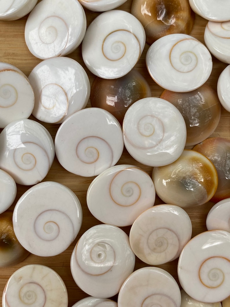 Shiva Shell Crystal AAA - Etsy