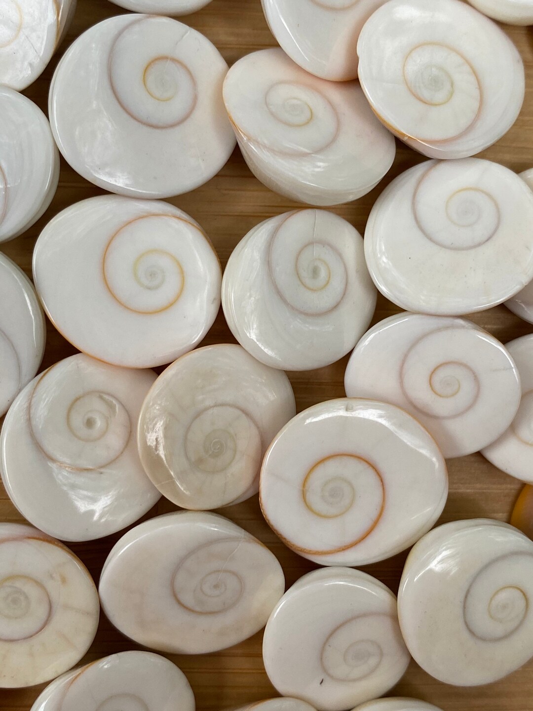 Shiva Shell Crystal AAA + - Etsy