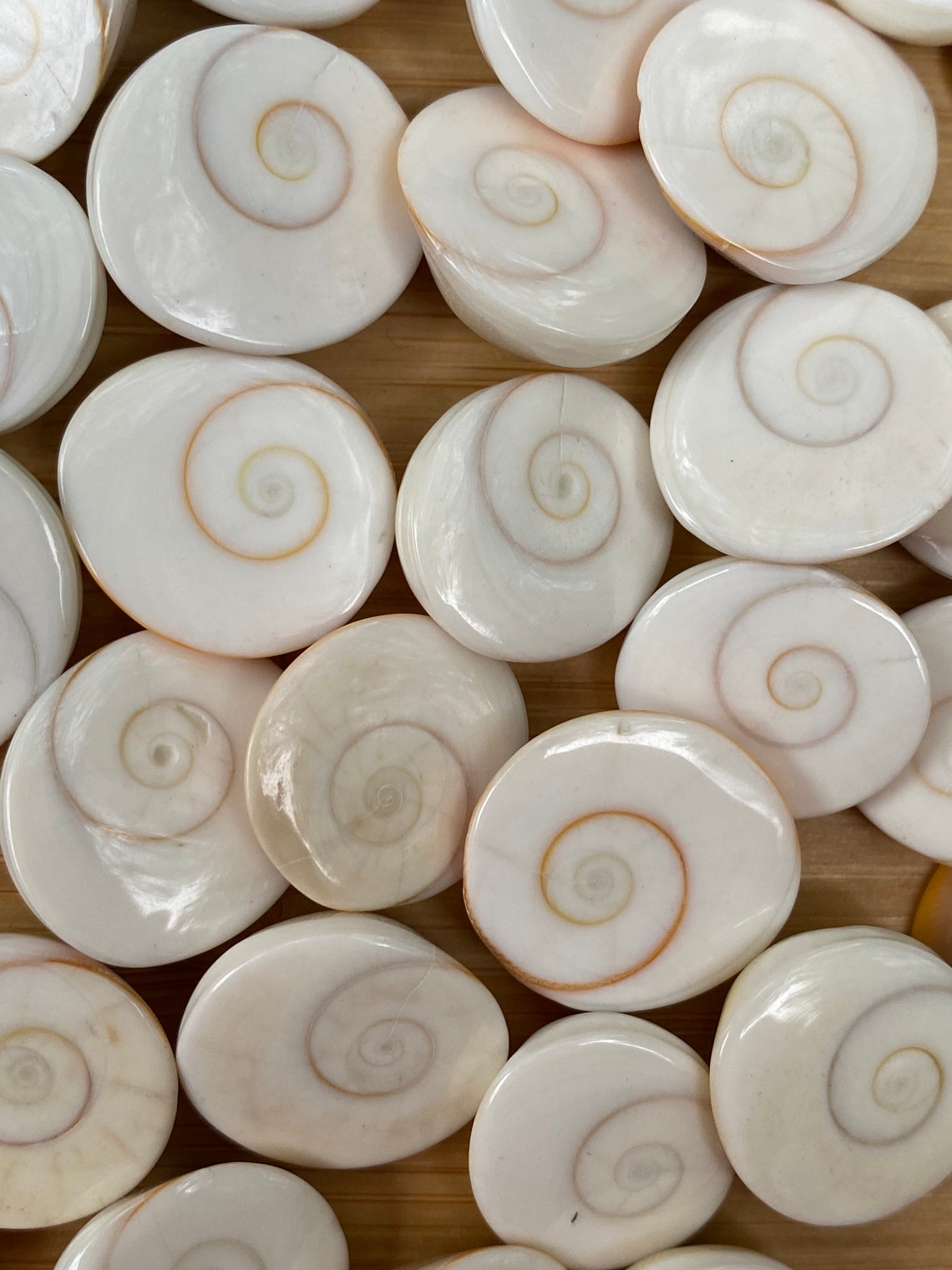 Shiva Shell Crystal AAA - Etsy