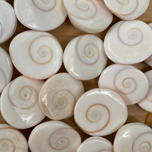 Operculum Shell - Etsy UK
