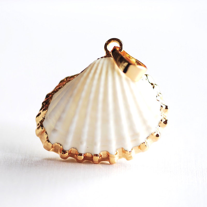 Real Seashells - Etsy