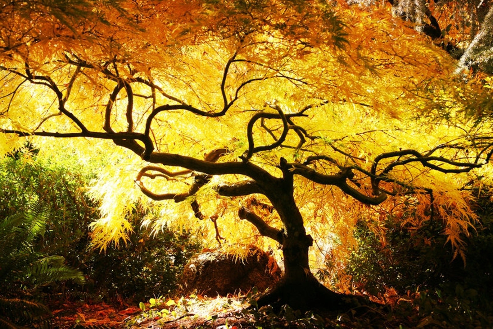 Maple Tree Large Wall Mural, Self-adhesive Vinyl Wallpaper, Peel ...