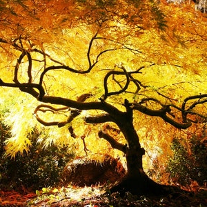 Maple Tree Large Wall Mural, Self-adhesive Vinyl Wallpaper, Peel ...