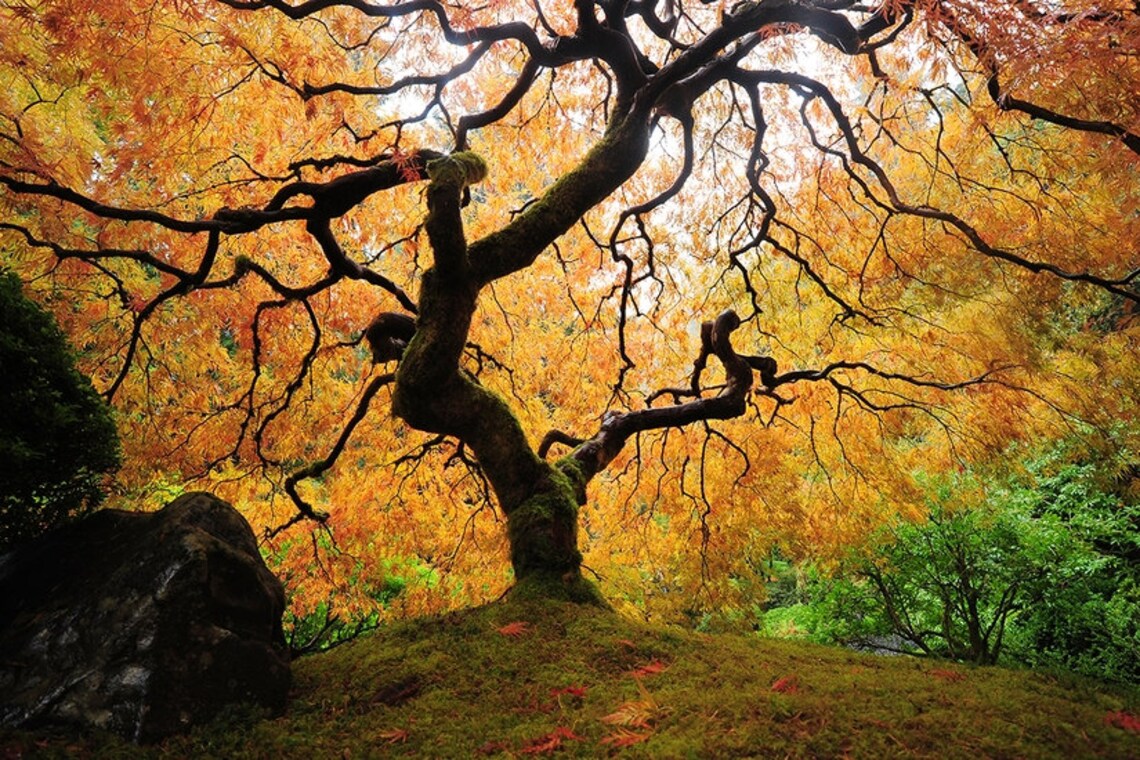 Maple Tree Large Wall Mural Self-adhesive Vinyl Wallpaper | Etsy