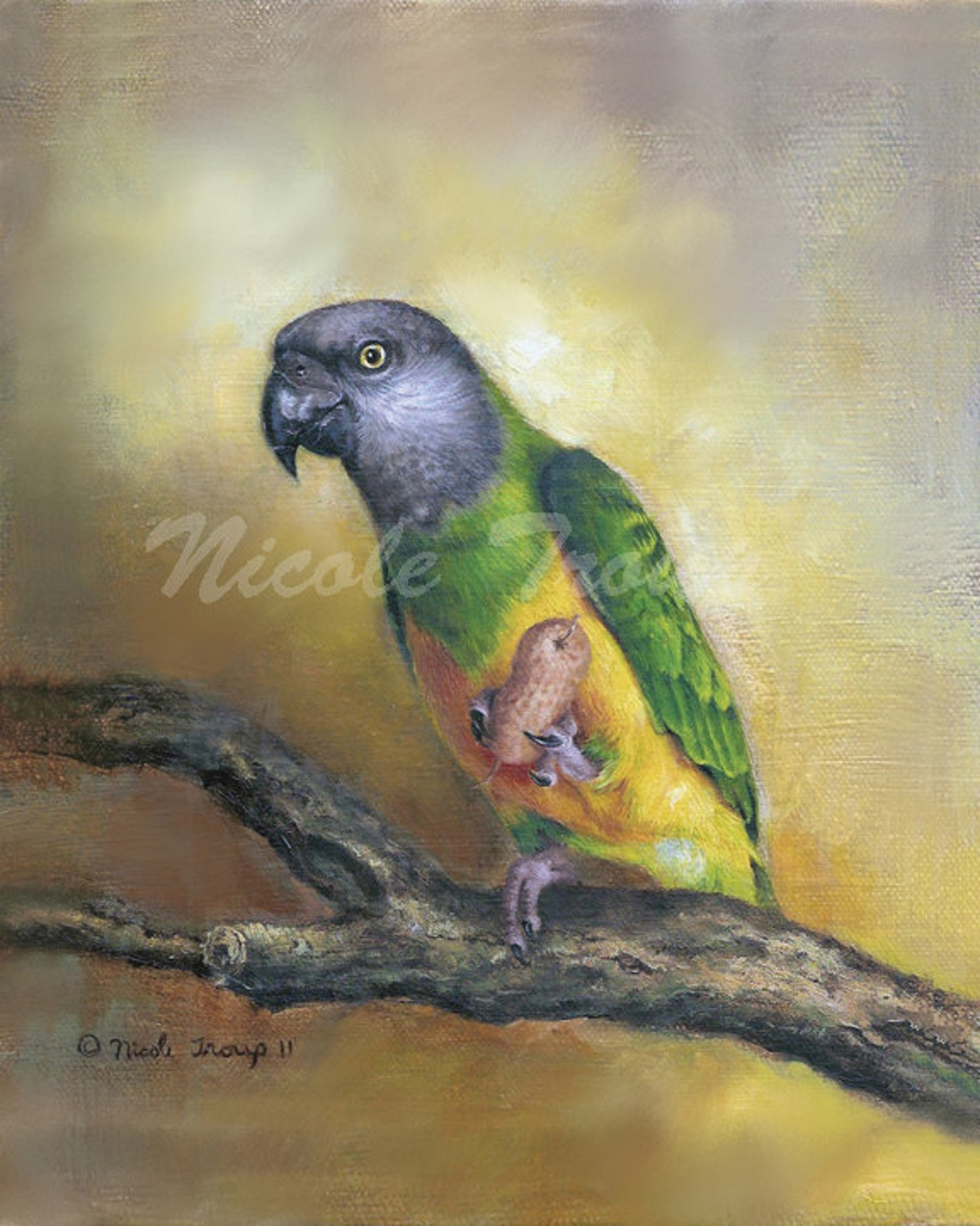 SENEGAL PARROT Art PRINT, Senegal Parrot Painting, Tropical Bird ...