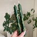 Painted Evergreen Candles - Etsy