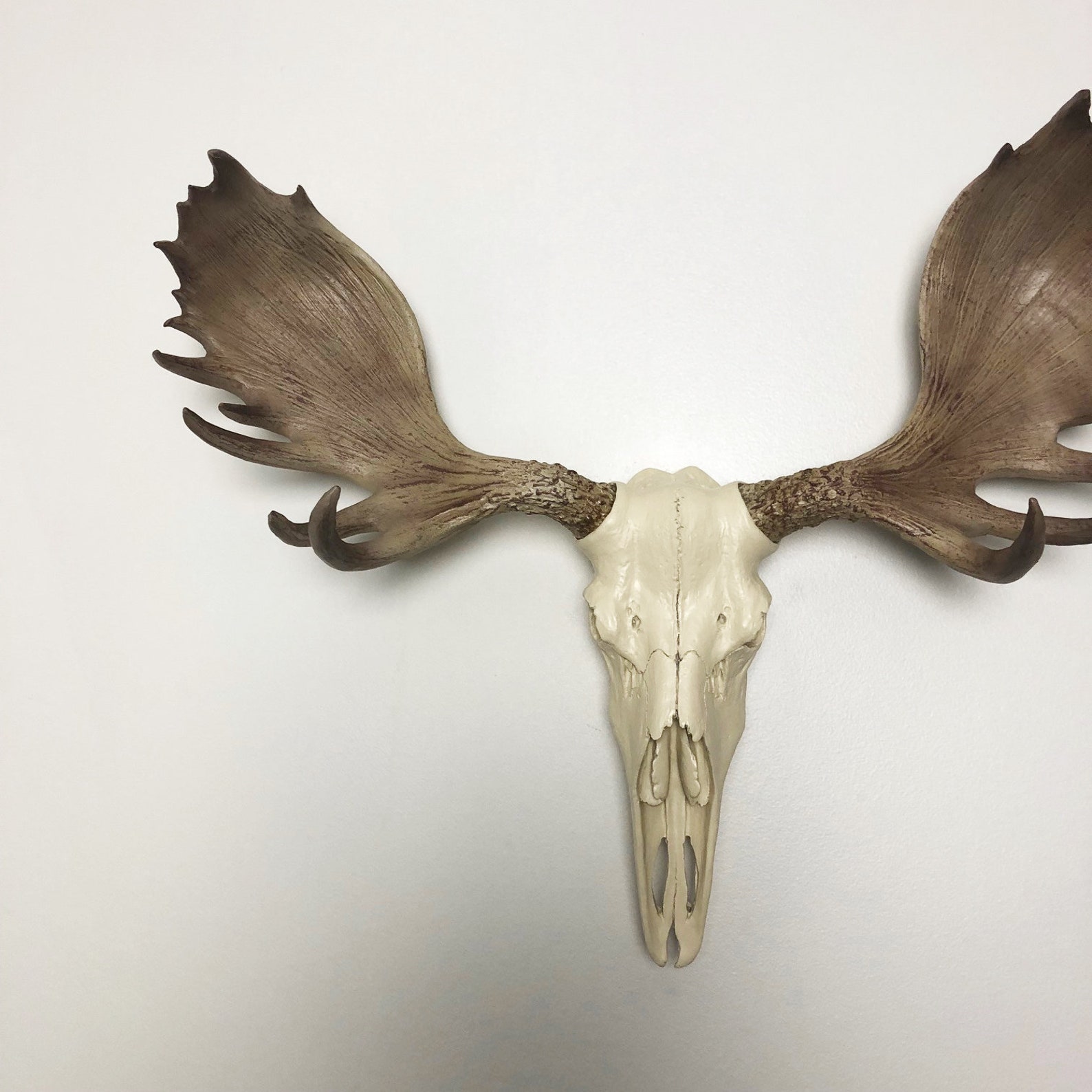 Replica Moose Skull Wall Mount IVORY w/ NATURAL Antlers | Etsy