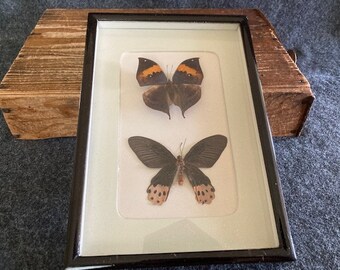 Butterfly Encased in Glass - Etsy