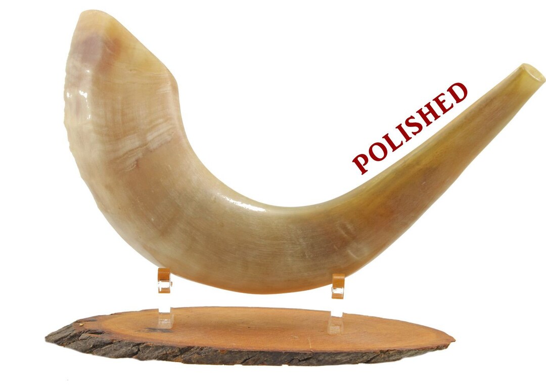 Polished Huge Ram's Horn Shofar,shofar Trumpet - Etsy
