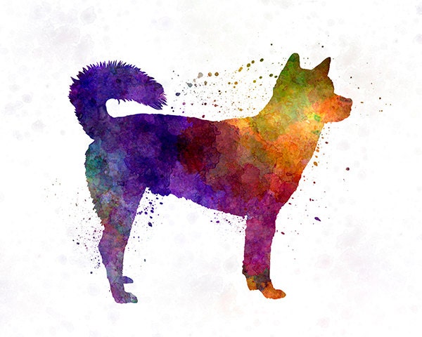 Kishu in Watercolor Fine Art Print Glicee Poster Decor Home - Etsy