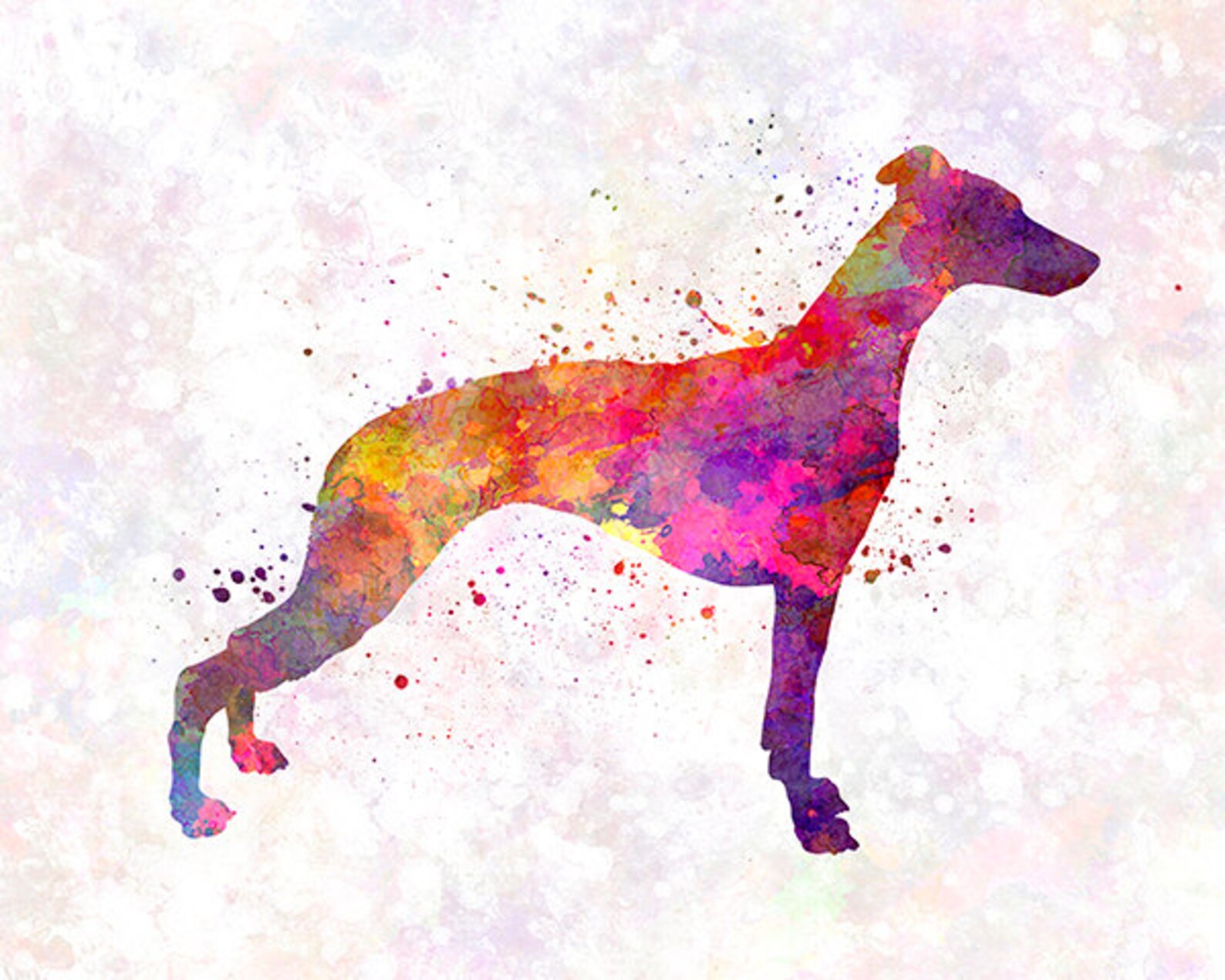 Whippet 01 in Watercolor - Fine Art Print Glicee Poster Decor Home ...