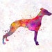Whippet 01 in Watercolor - Fine Art Print Glicee Poster Decor Home ...