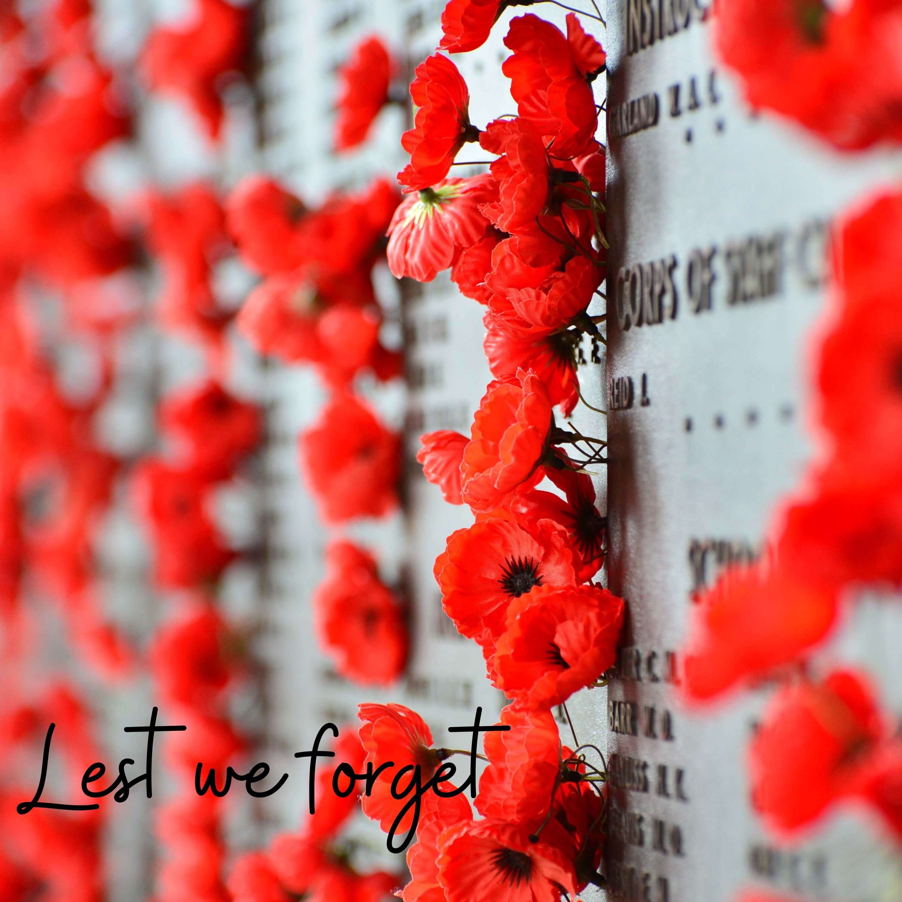 Instant Download Poppy Graphics for Remembrance Day | Veteran's Day ...