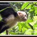 Monkey See You~ **art**paradise**unedited**wall Art* *office Art ...