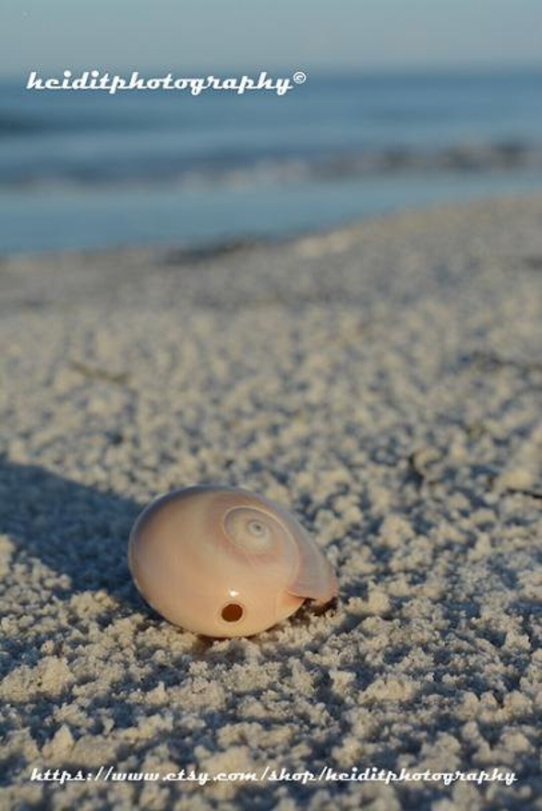 Sharks Eye Moon Shell * Beach Art * Beach Cottage Art * Photographic ...