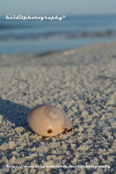 Sharks Eye Moon Shell * Beach Art * Beach Cottage Art * Photographic ...