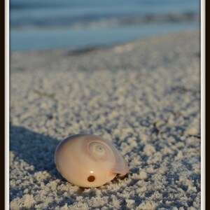 Sharks Eye Moon Shell * Beach Art * Beach Cottage Art * Photographic ...