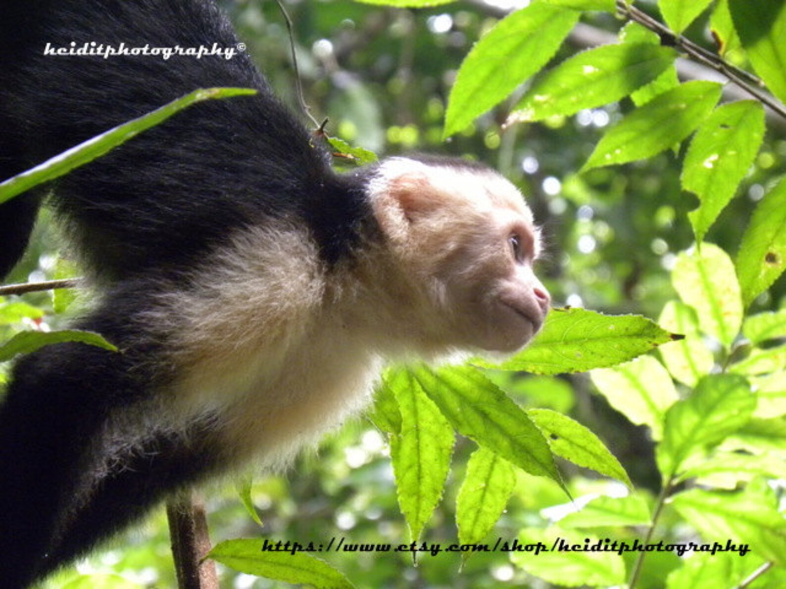 Monkey See You~ **art**paradise**unedited**wall Art* *office Art ...