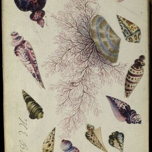 Snail Shell Bracelet, Pearl and Shell Bracelet, Antiqued Silver ...