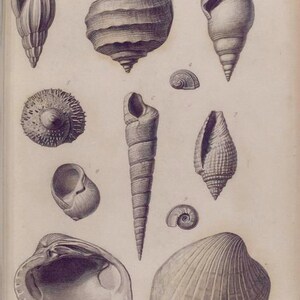 Seashell Necklace, Auger Shell Necklace, Mermaid's Necklace, Sterling ...