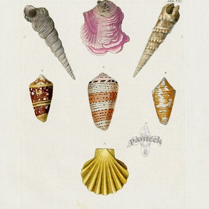 Seashell Necklace, Auger Shell Necklace, Mermaid's Necklace, Sterling ...