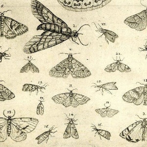 Moth Bracelet on Twisted Rope With Ruby, Emerald or Sapphire Cabochon ...