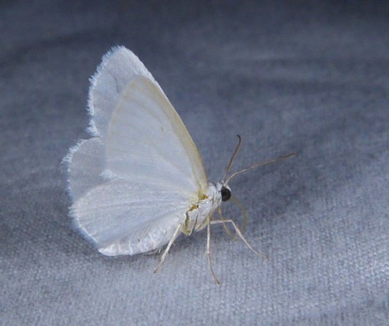 Moth Bracelet on Twisted Rope With Ruby Emerald or Sapphire - Etsy