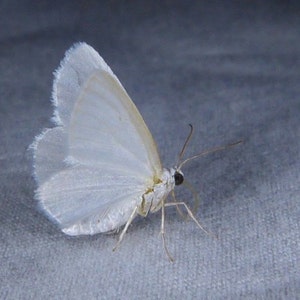 Moth Bracelet on Twisted Rope With Ruby, Emerald or Sapphire Cabochon ...