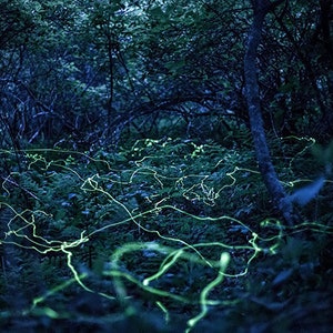 Gold Firefly Pin, Firefly Lapel Pin, Solid Gold Firefly Tie Tac, 14k ...