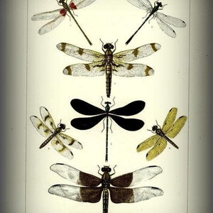 14k Gold Dragonfly Brooch, Sterling Dragonfly Brooch, Gemstone ...