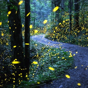 Moonstone Firefly, Silver Firefly Necklace on Leather, Rainbow ...