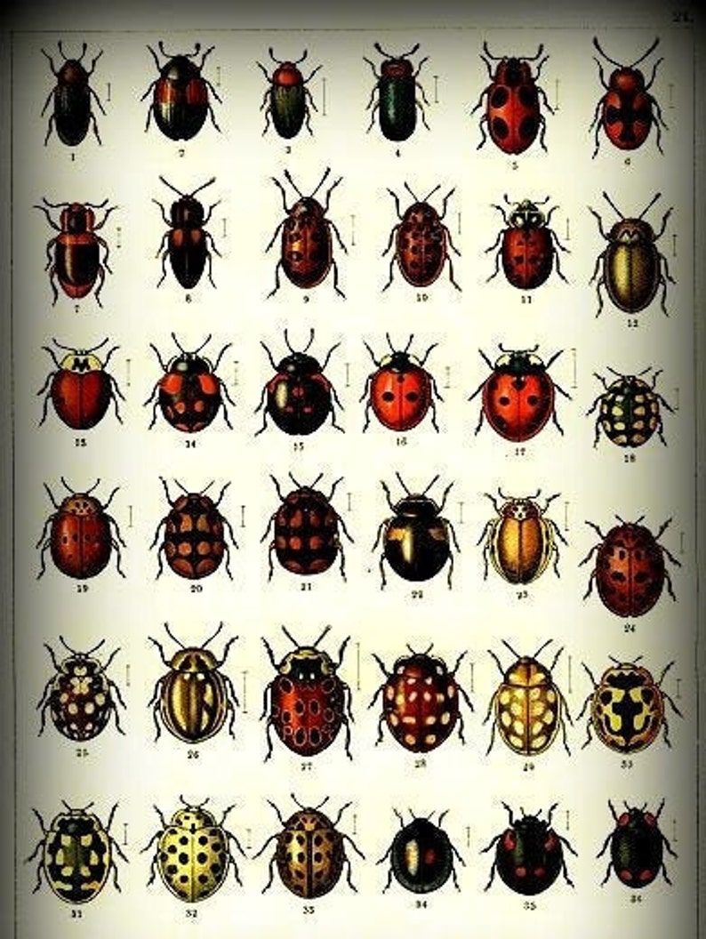 Ladybird Necklace Garnet Sterling Ladybug Gemstone Ladybug - Etsy