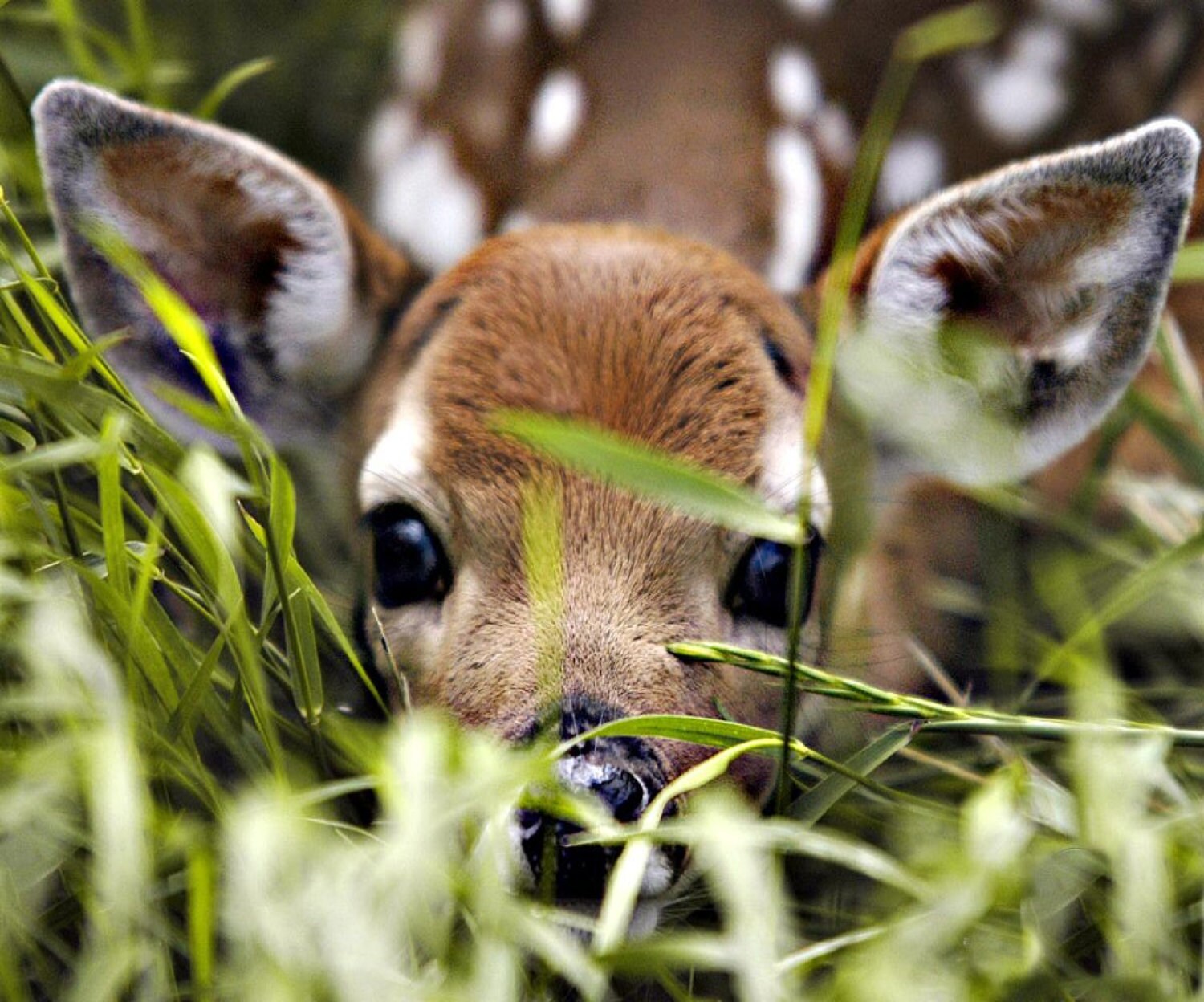Baby Fawn Deer Peek A Boo in Grass Image 1 Mouse Pad 7 X 9 Fabric Top ...