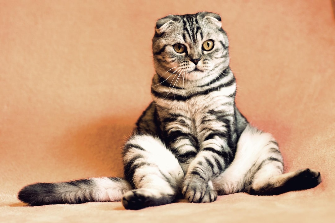 SCOTTISH FOLD CAT Tiger Stripe Sitting so Cute Feline Pet Computer ...