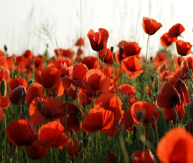 RED POPPY FIELD Mousepad or Hot Pad 7 X 9 Fabric Top Rubber Backed - Etsy