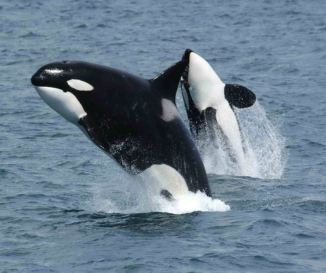 Orka Killer Whale Ocean Computer Mouse Pad 7 X 9 or Hot Pad Fabric Top ...