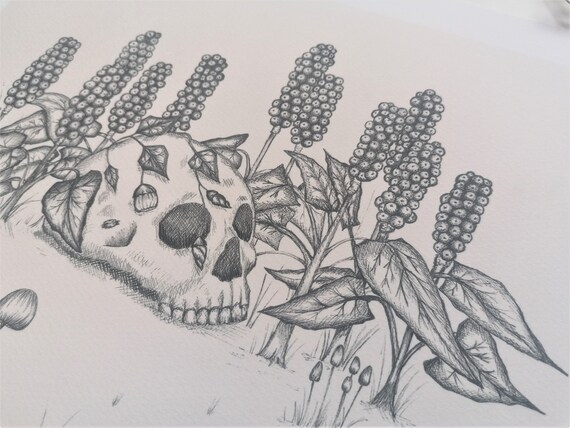 Drawing & Illustration Botanical Art Print Ink and Graphite Lords and ...