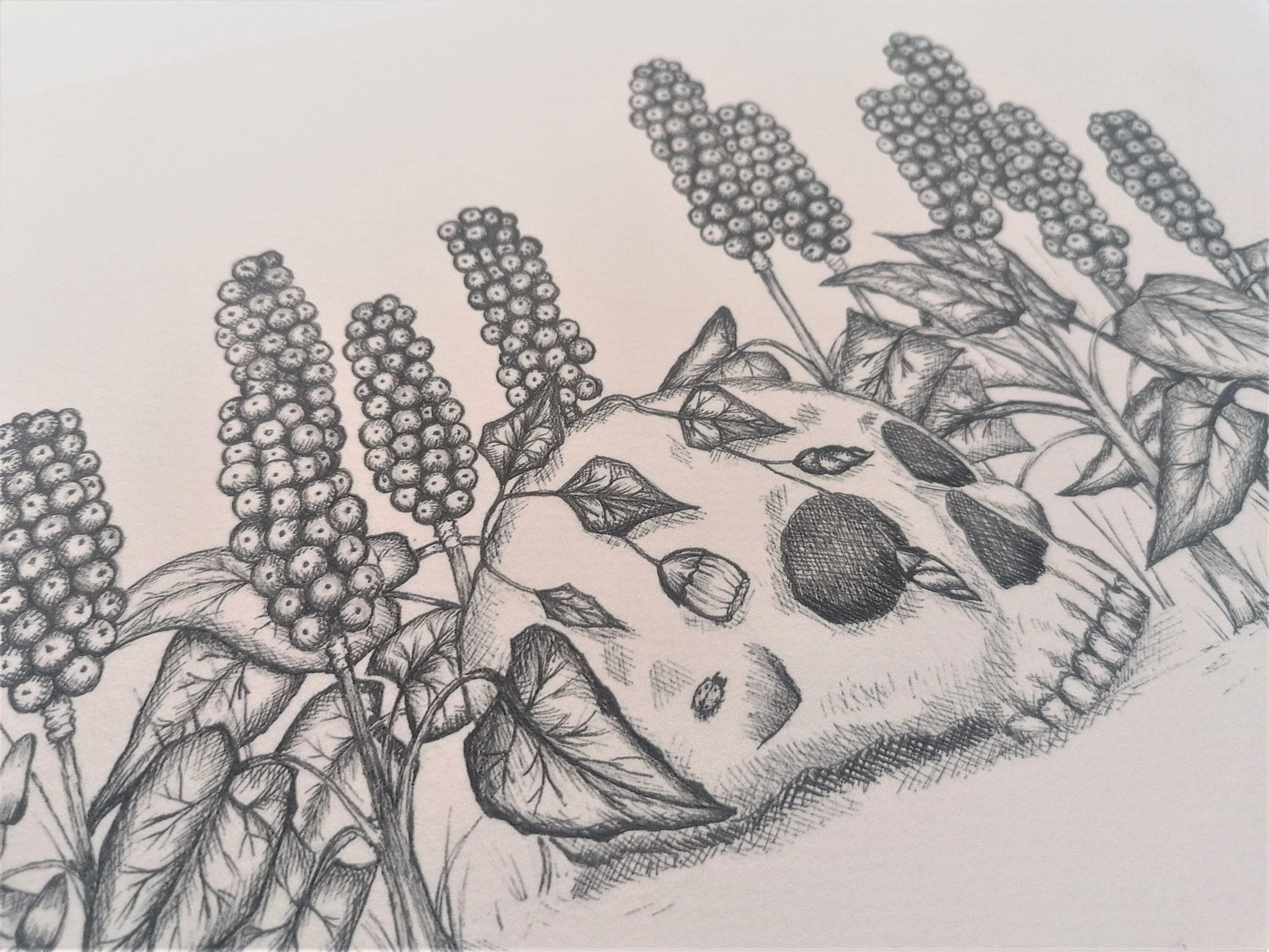 Drawing & Illustration Botanical Art Print Ink and Graphite Lords and ...