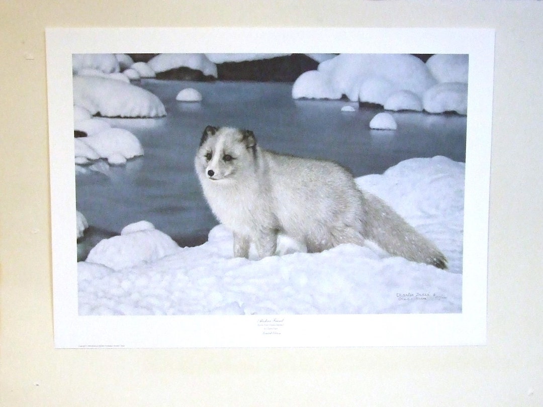 Arctic Fox Print Limited Edition Art Charles Frace Alaskan - Etsy