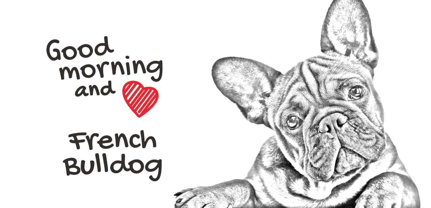 Good Morning Bulldog