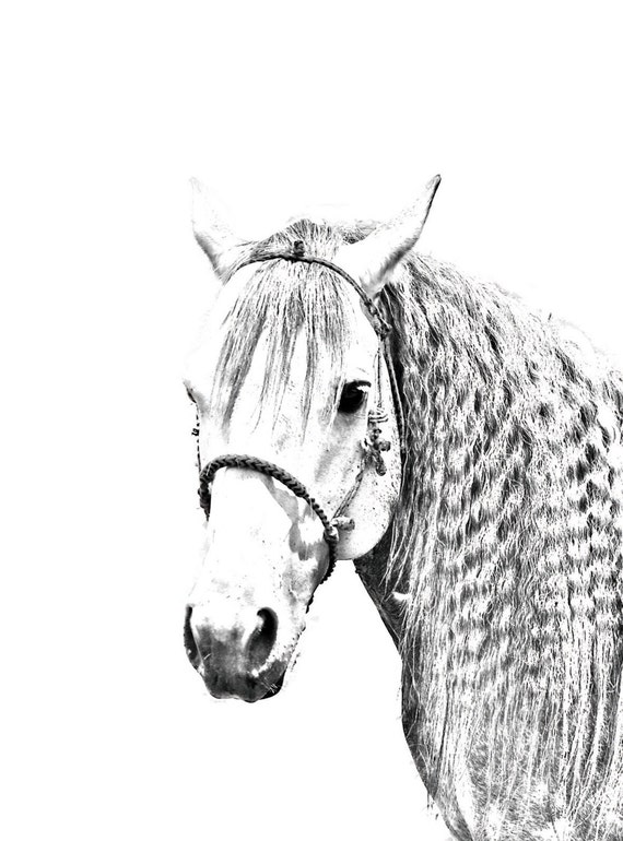 White Azteca Horse
