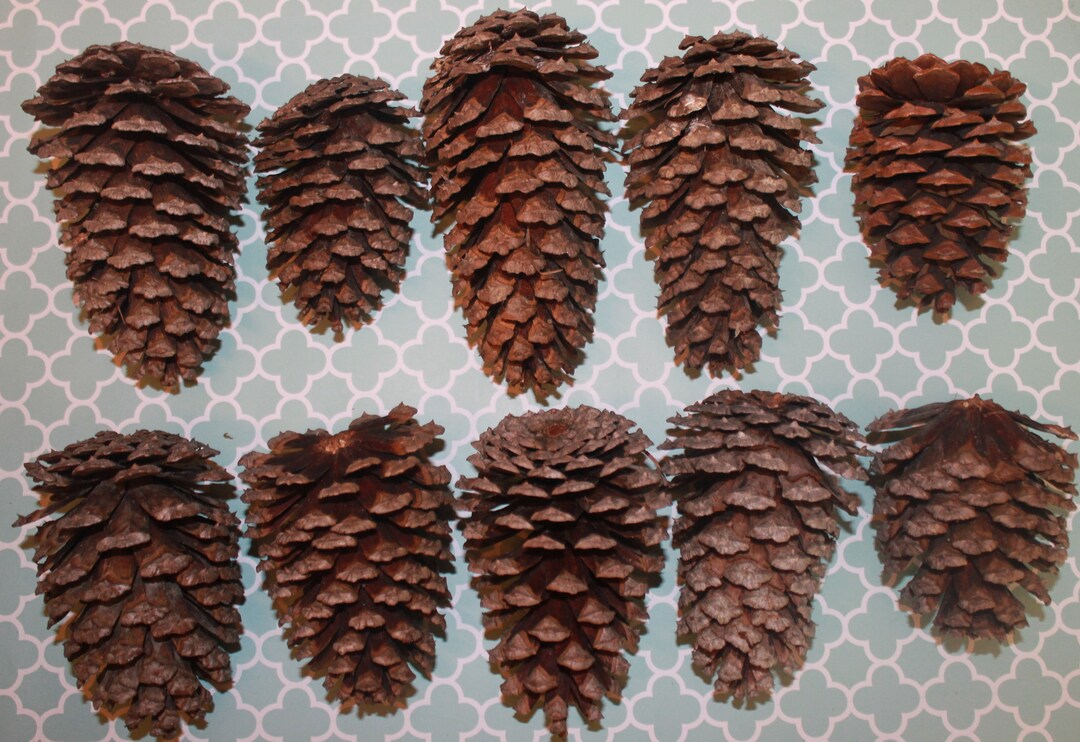 20 Real Pine Cones for Decor, Crafts, Natural Pinecones, Pet Bird Chew ...
