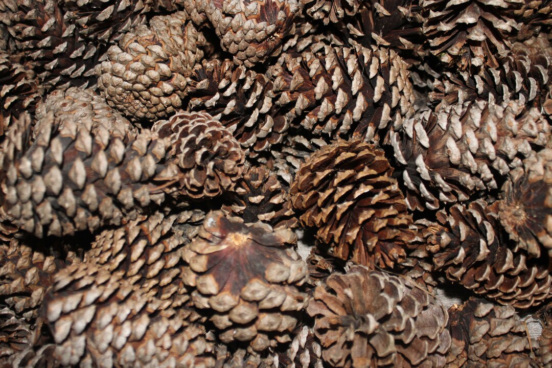 40 Real Pine Cones for Decor, Crafts, Natural Freshly Fallen Pinecones ...