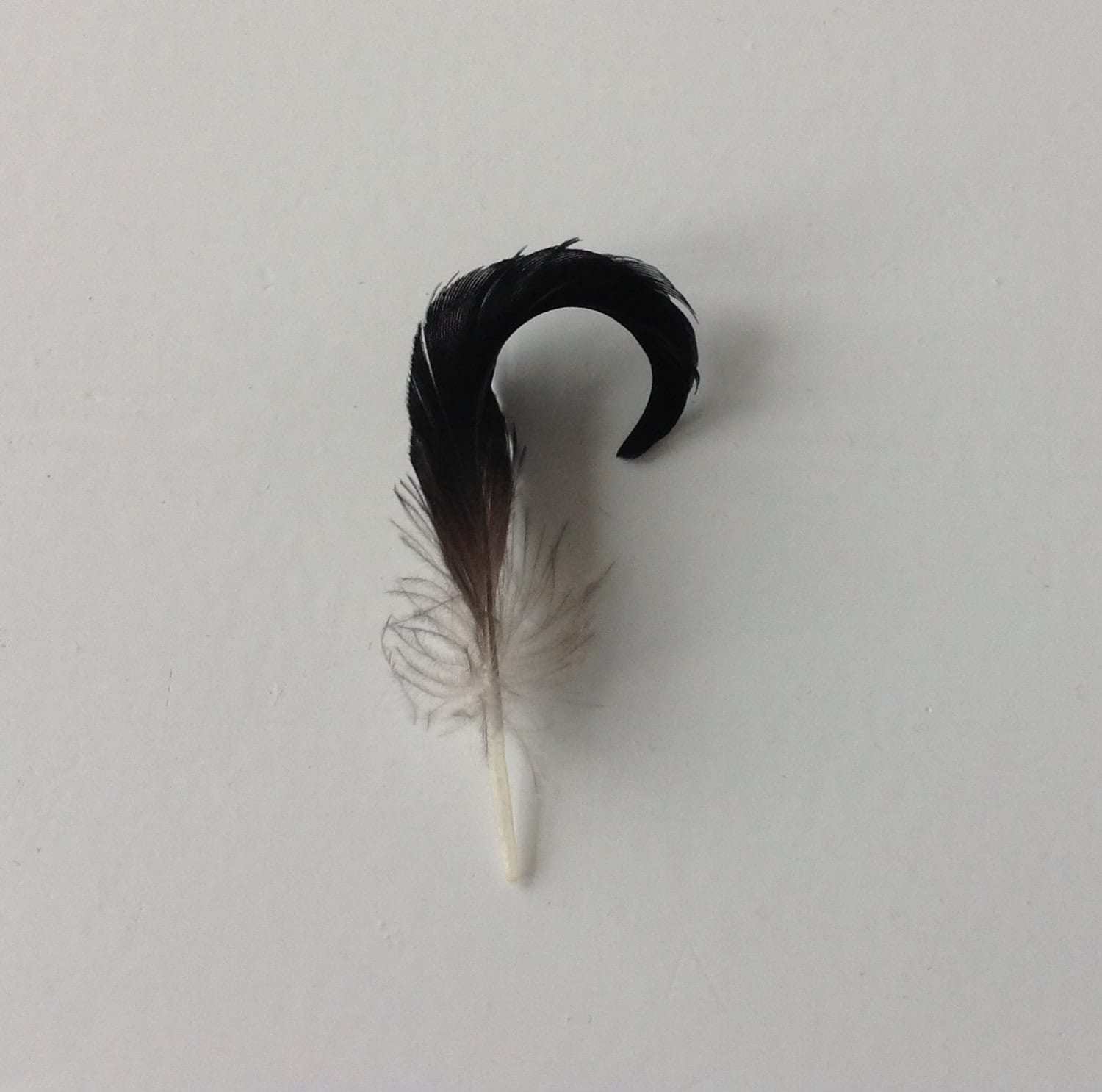 Tightley Curled Tail Feathers Mallard Drake Tail Natural - Etsy