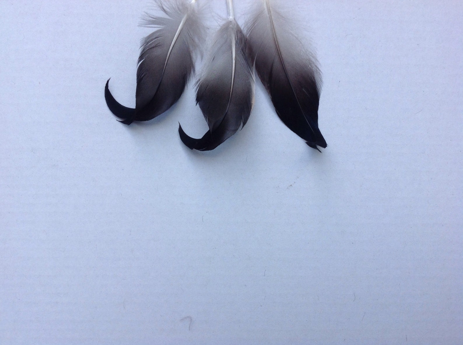 Tightley Curled Tail Feathers Mallard Drake Tail Natural | Etsy